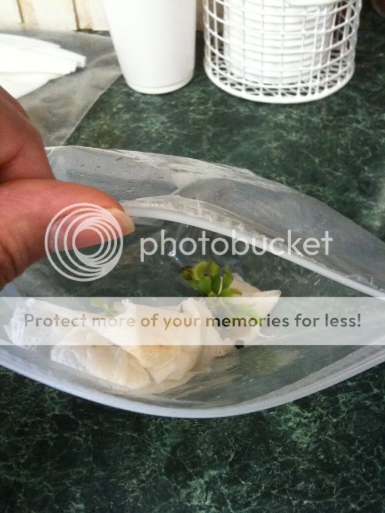 My New B-52 Lots of Pics Included - FlyTrapCare Forums